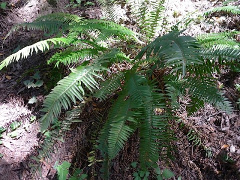 French Trail Loop | The Undiscovered Hikes of Lamorinda
