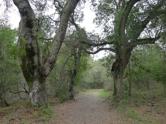 Carr Ranch Loop Trail | The Undiscovered Hikes of Lamorinda